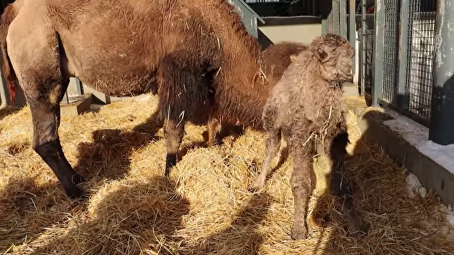 В Харьковском зоопарке родился верблюжонок - NewsRoom